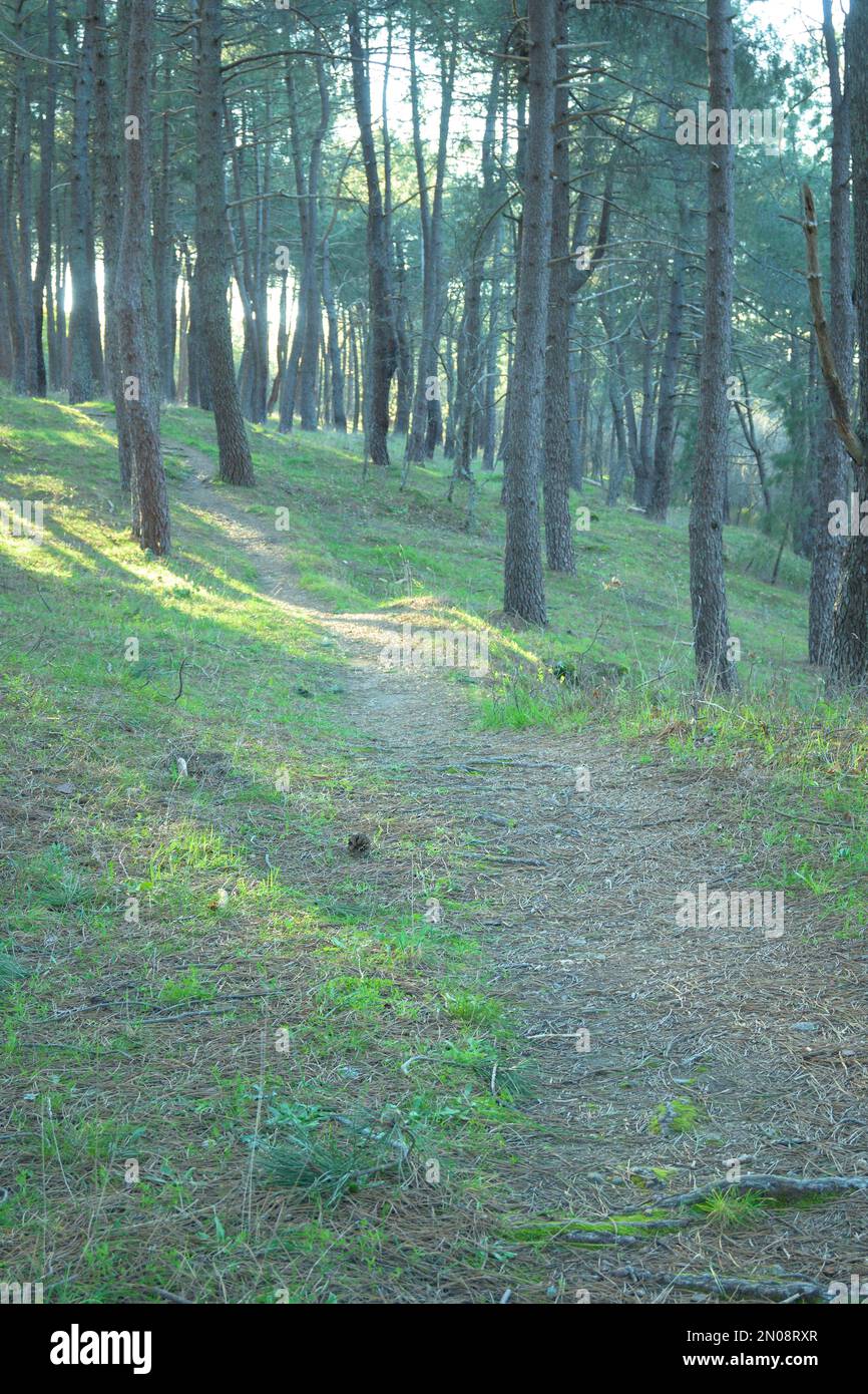 clean road inside pine forest to avoid forest fire Stock Photo - Alamy