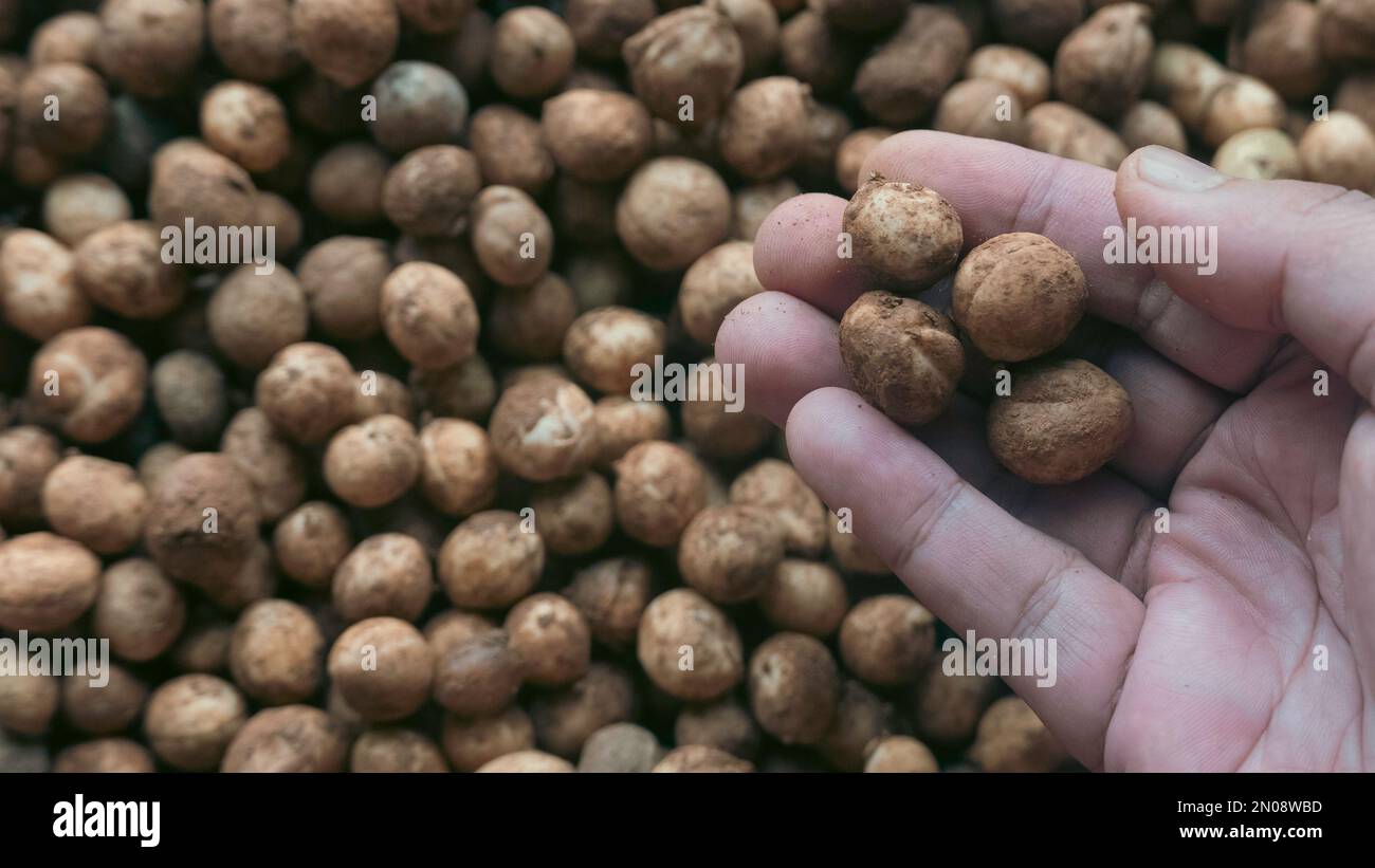 A hand holding Bambara groundnut or Vigna subterranea which still ...