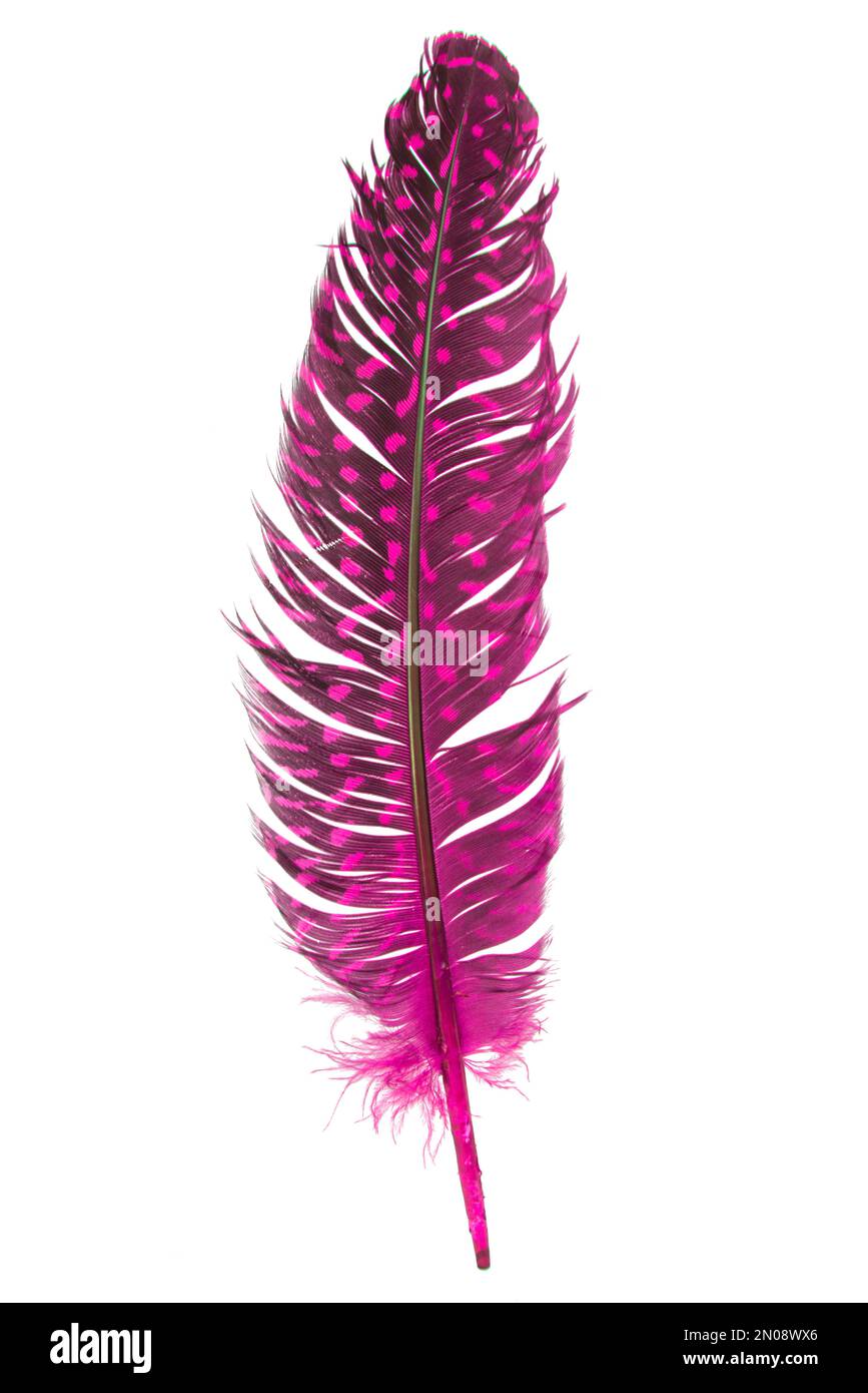 Elegant fluffy feather isolated on the white background Stock Photo - Alamy