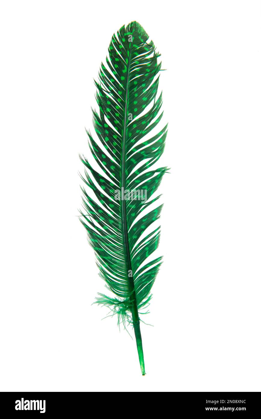 Elegant green fluffy feather isolated on the white background Stock ...