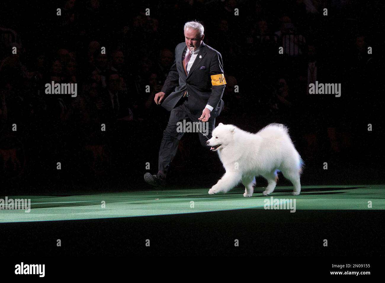 Bogie, a Samoyed, is shown in the ring by it's handler Andrew Green ...