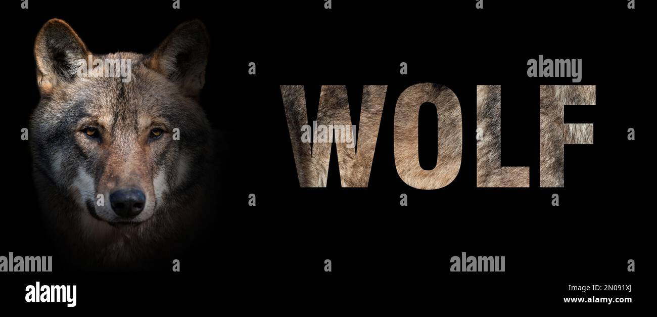 Portrait of wolf with a name on a black background. The text is from ...