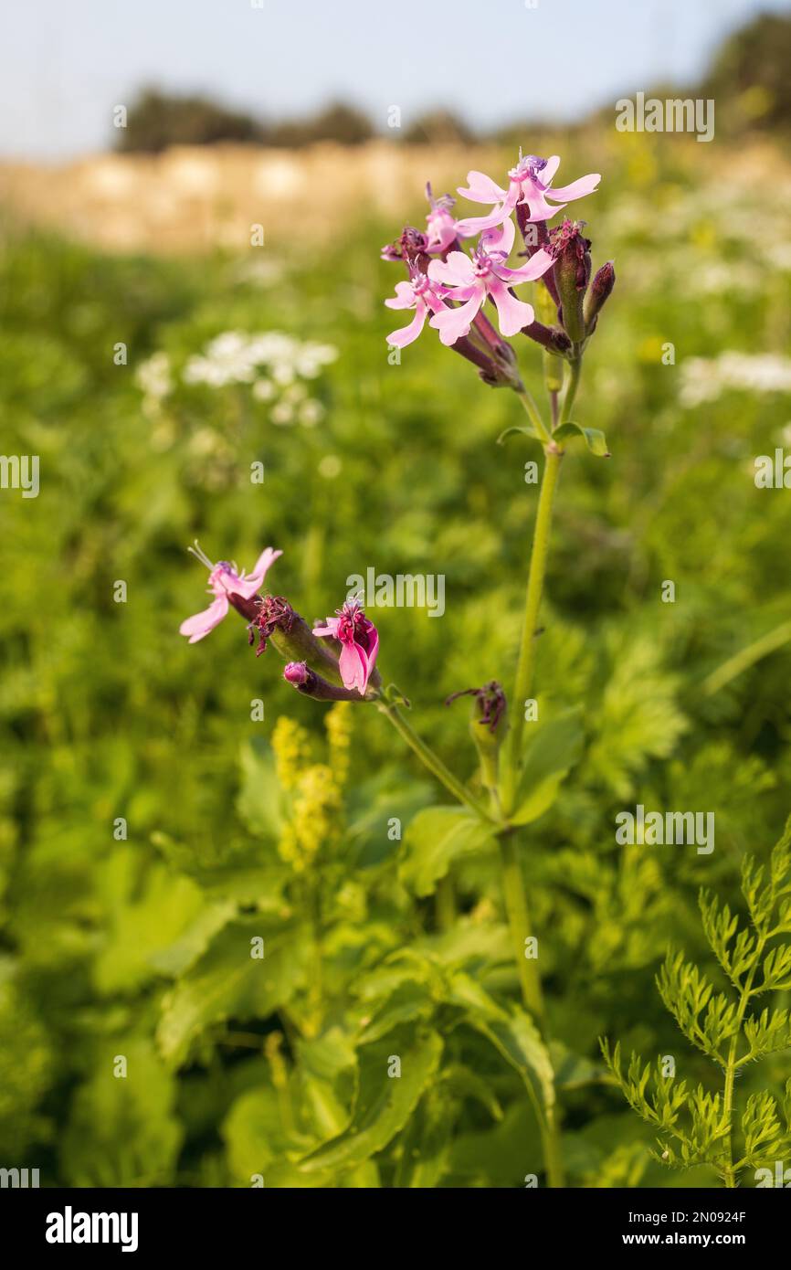 Silene armeria is wild plant. Plant blooming in summer. Square frame ...