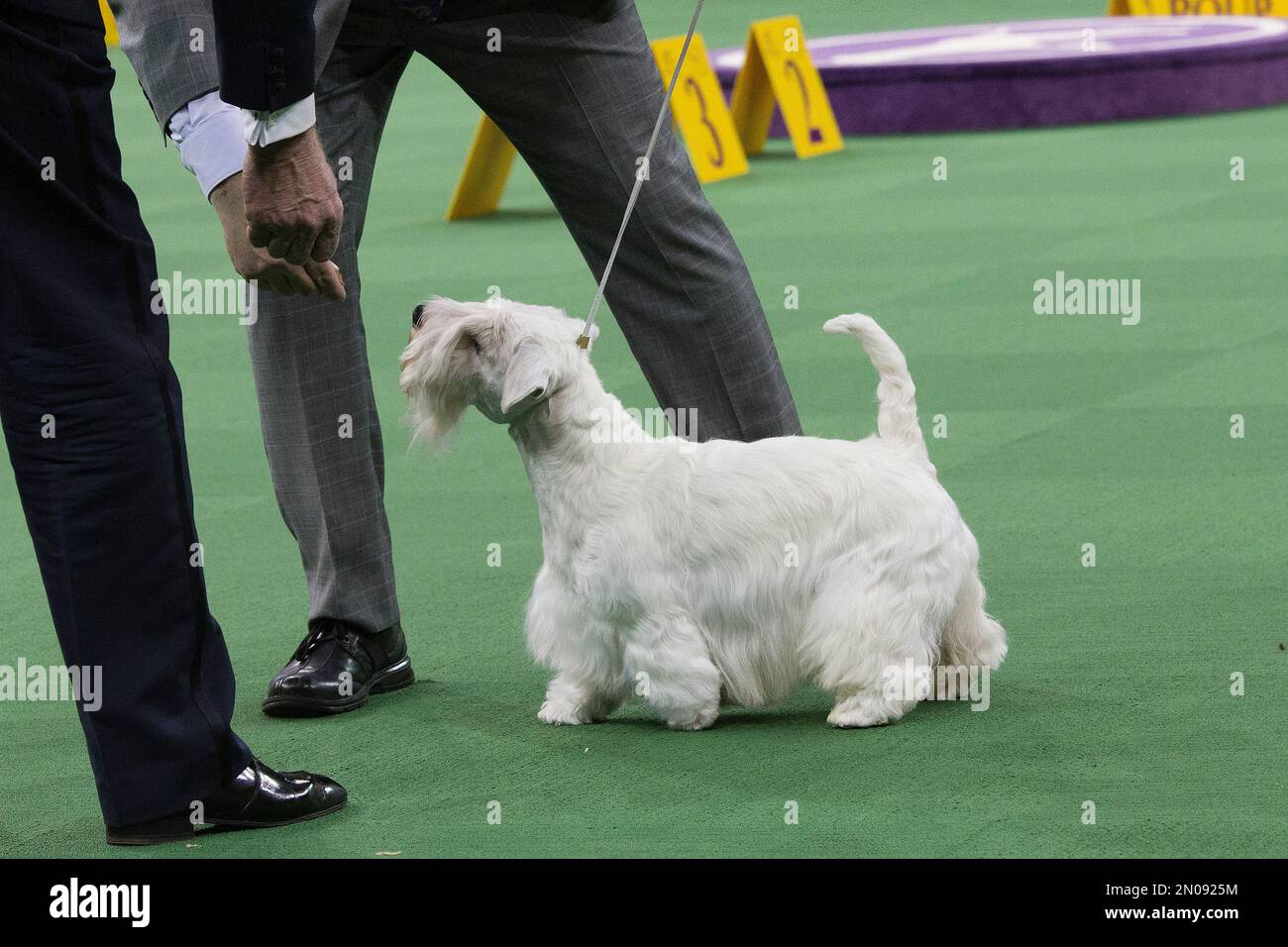 A sealyham terrier is shown in the ring during the terrier group ...