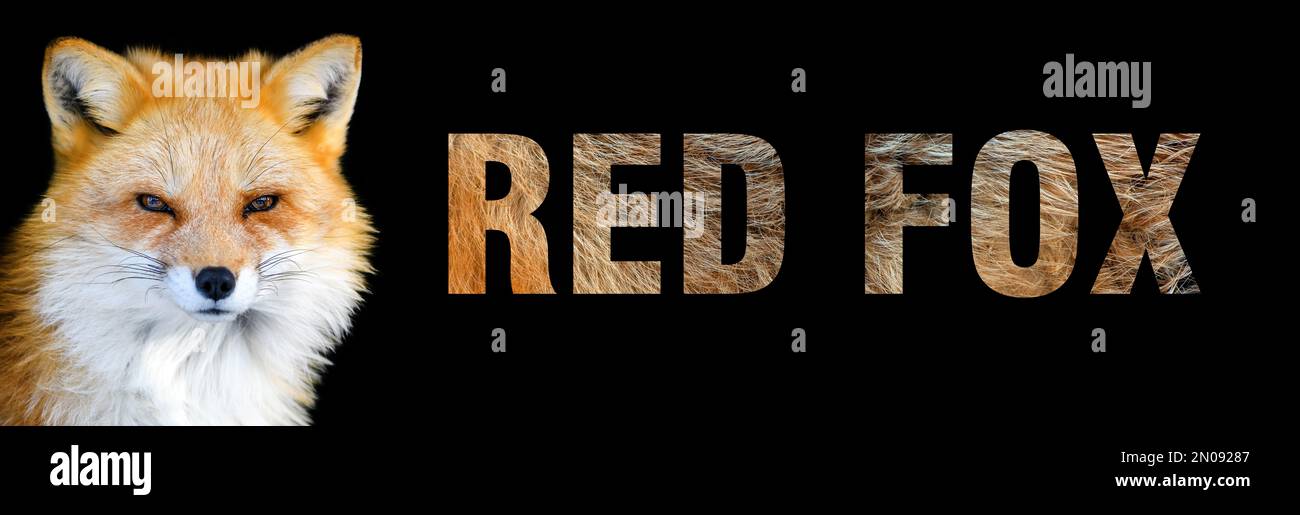 Portrait of fox with a name on a black background. The text is from her ...