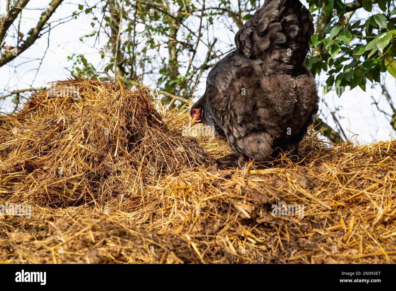 Black hen looking for food. Brahma breed hen. Close up of free range ...