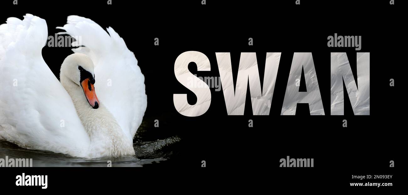 Portrait of swan with a name on a black background. The text is from ...