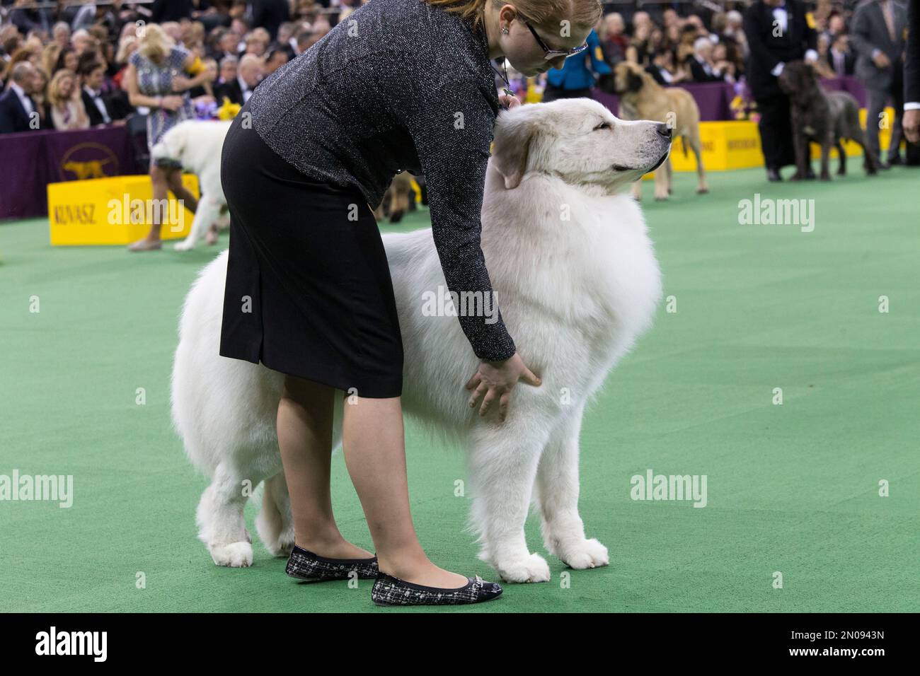 A great Pyrenees is shown in the ring during the working group ...