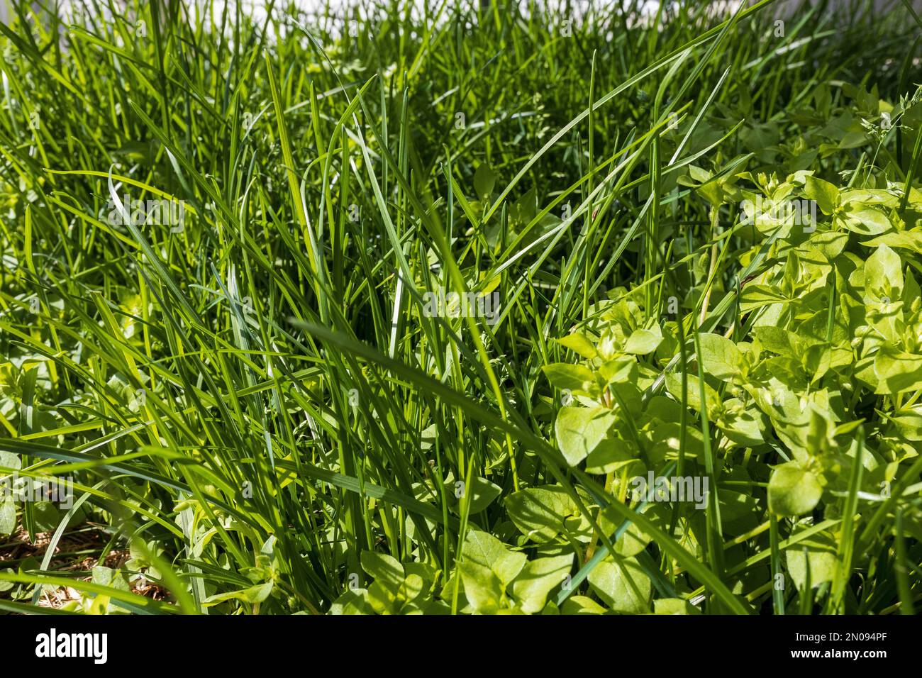 Long Fresh Green Grass Texture Background View Of Grass Garden Ideal Concept Used For Making