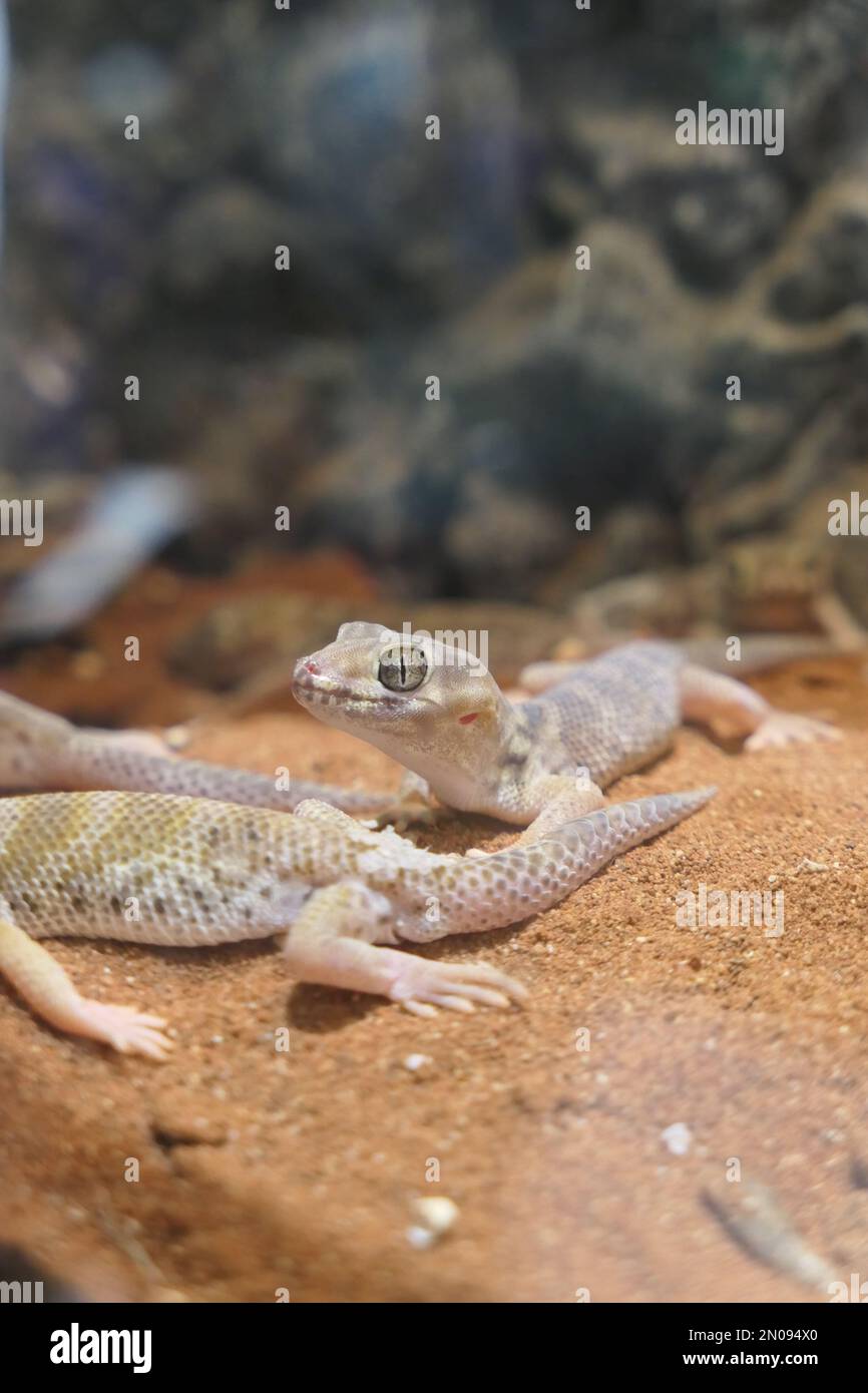 Yellow gecko lizard playing on the sand Stock Photo - Alamy