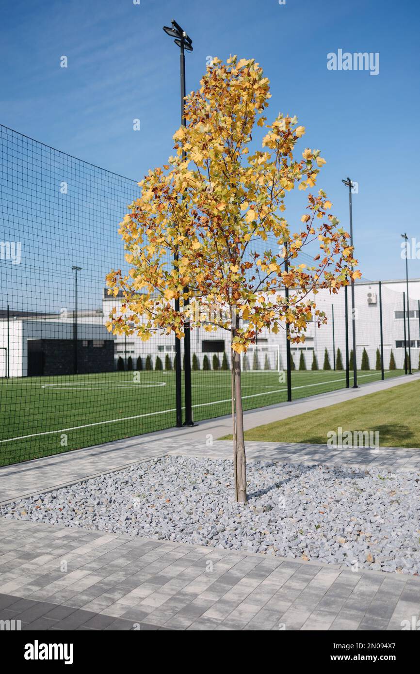Yellow autumn tree in front of stadium grass football Stock Photo - Alamy