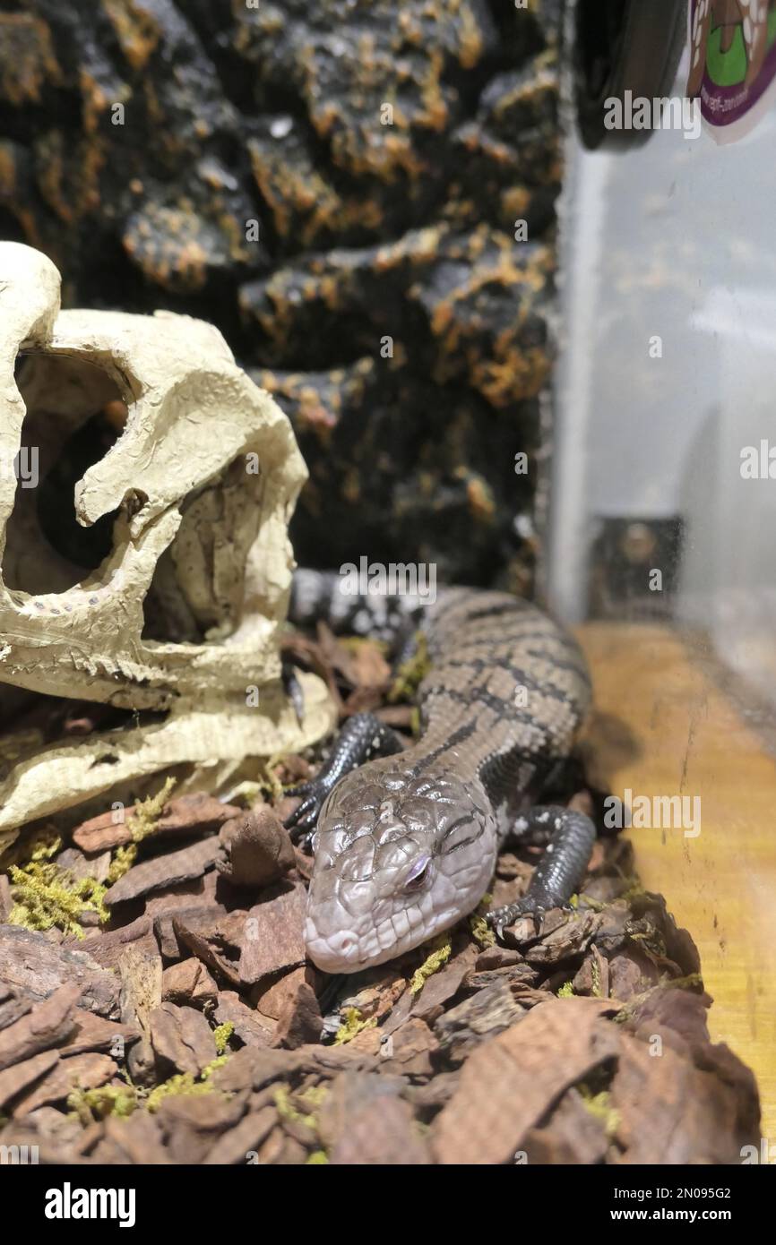 Yellow gecko lizard playing on the sand Stock Photo - Alamy