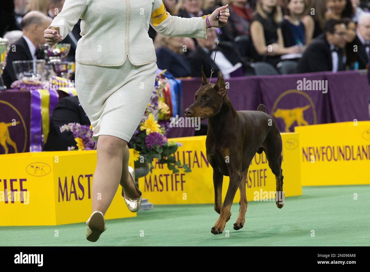A doberman pinscher is shown in the ring during the working group ...