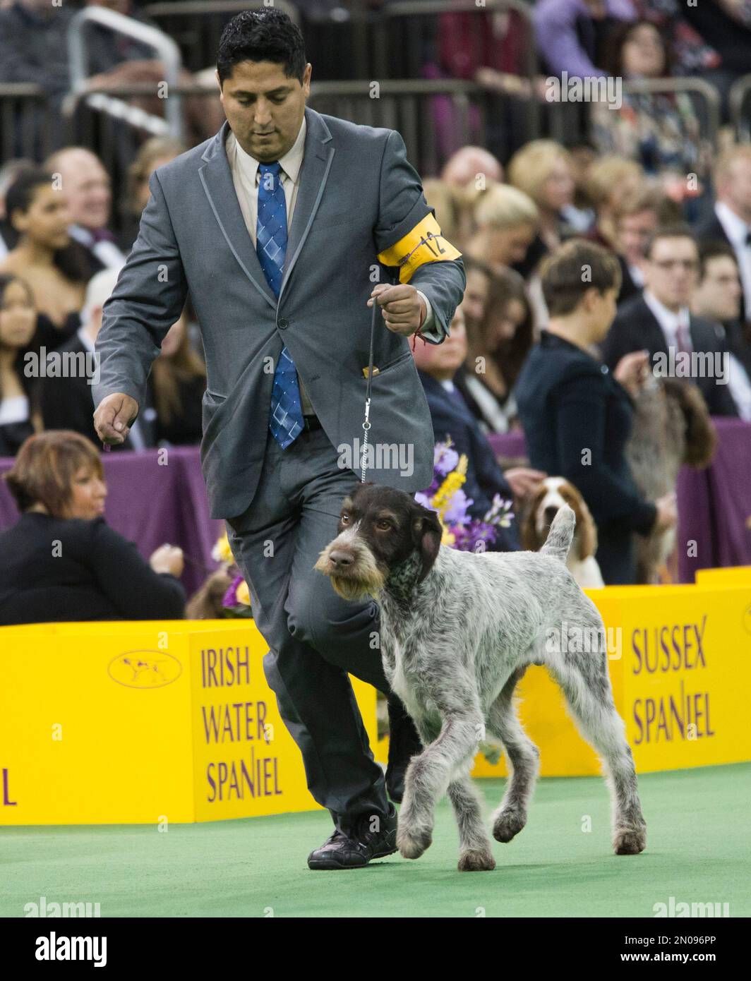A German wirehaired pointer is shown in the ring during the sporting ...