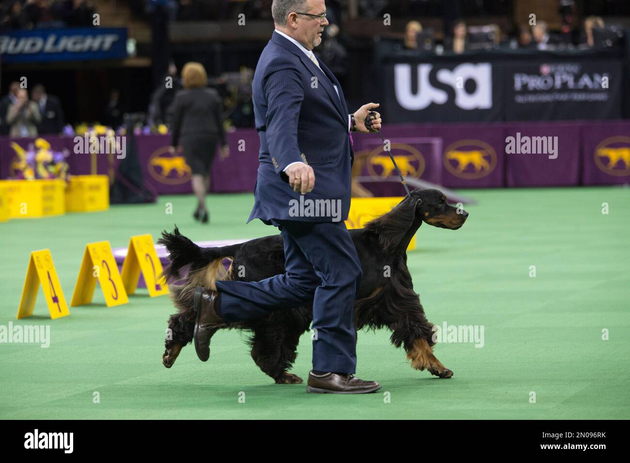 A gordon setter is shown in the ring during the sporting group ...