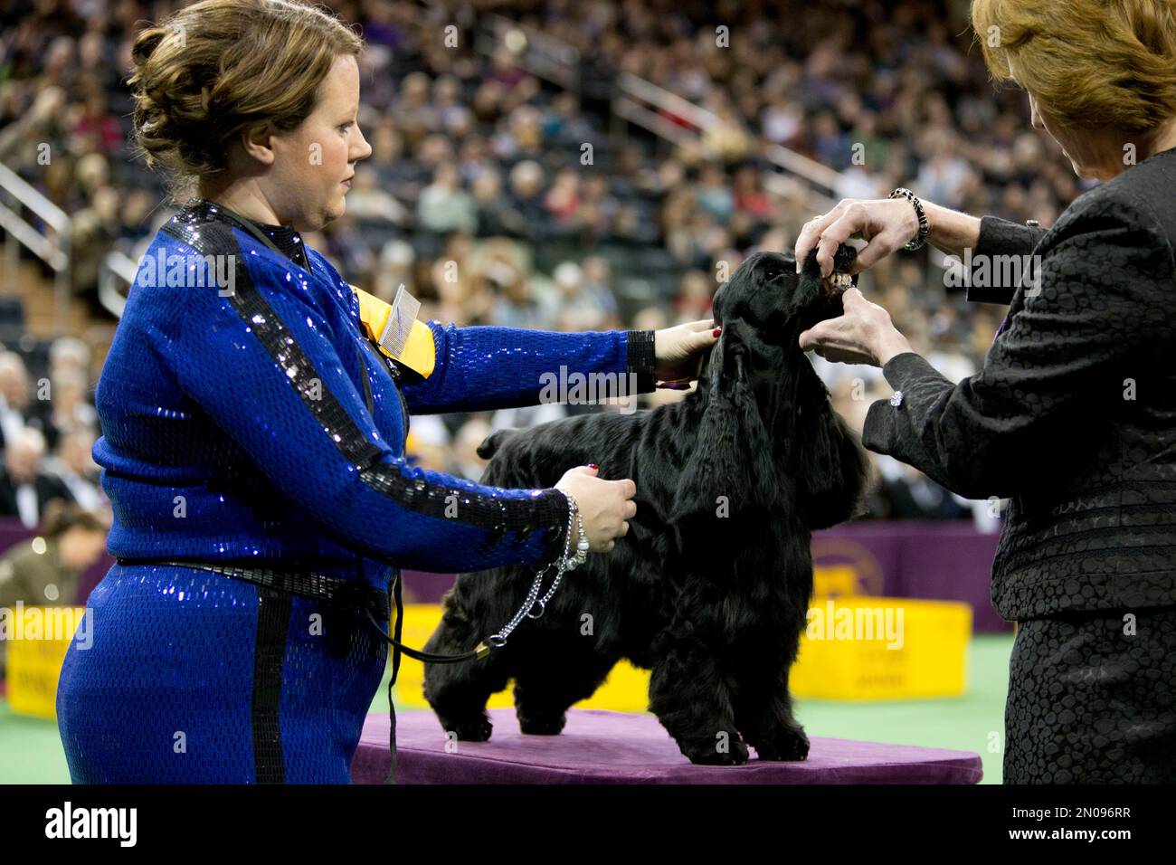 A English cocker spaniel is shown in the ring during the sporting group ...
