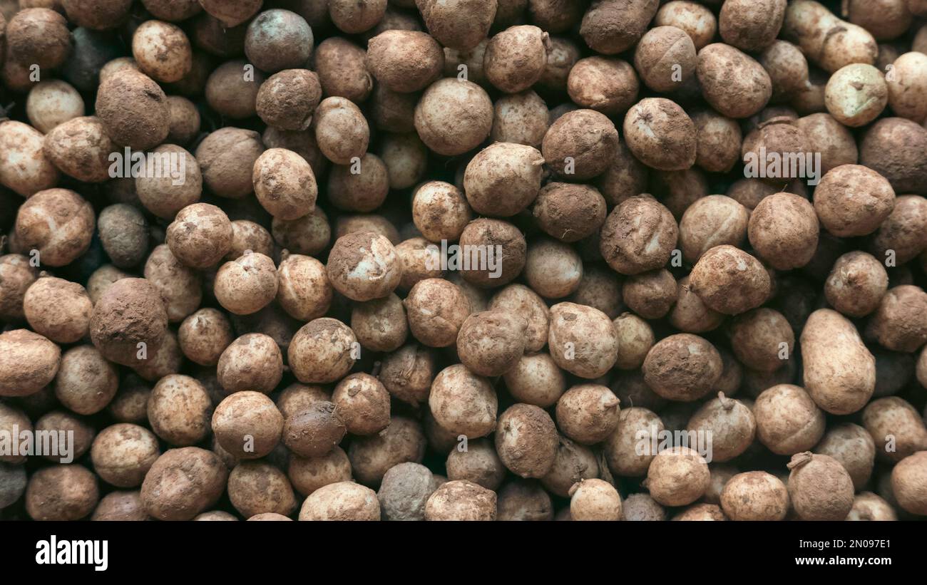 Bambara groundnut or Vigna subterranea which still covered with soil ...