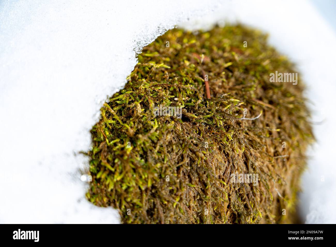 Snow melting in the sun. Spring arrival concept. Goodbye winter. Green ...