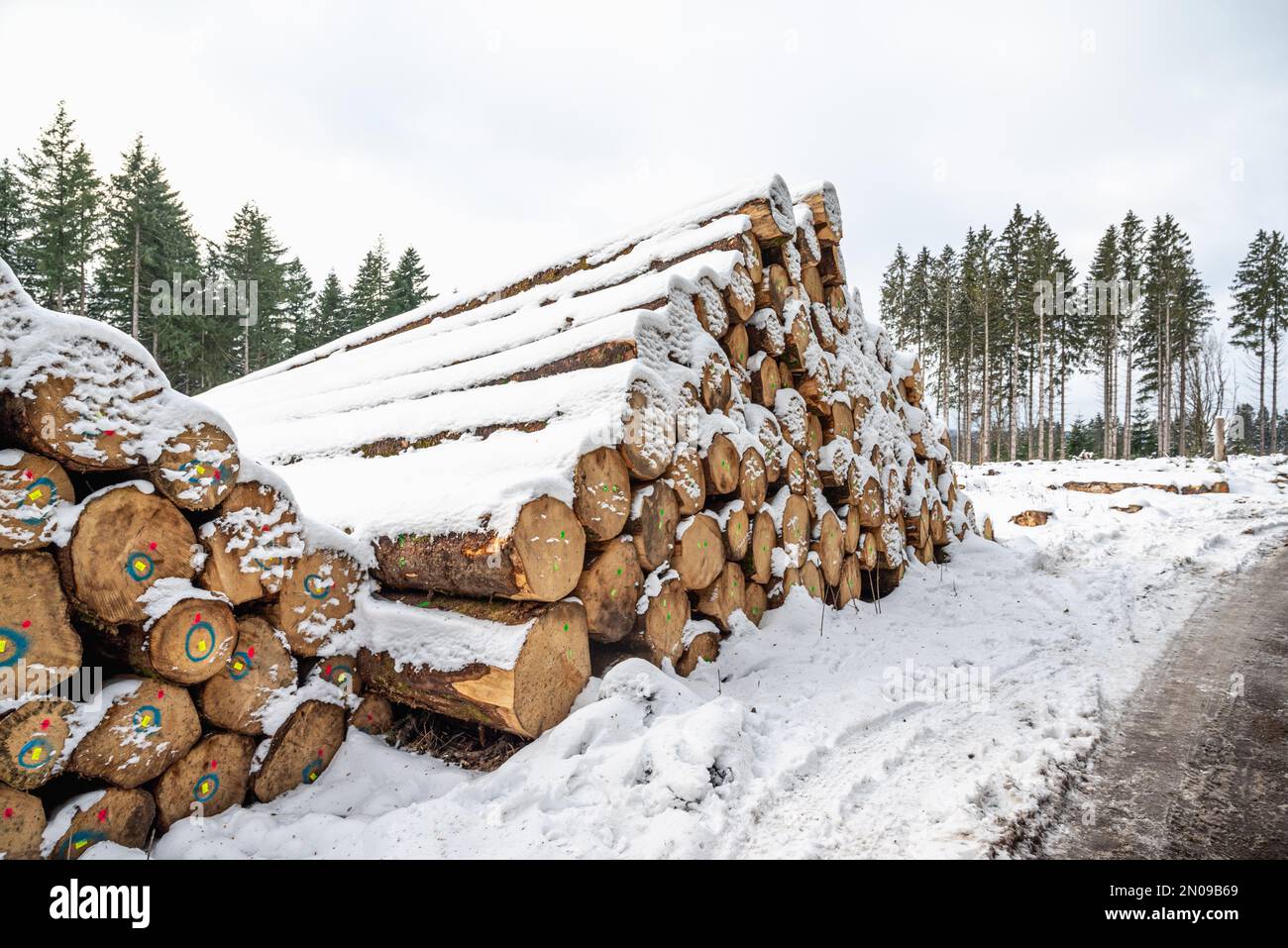 Stacked tree trunk.Tree stacked covered with snow in winter. long tree ...