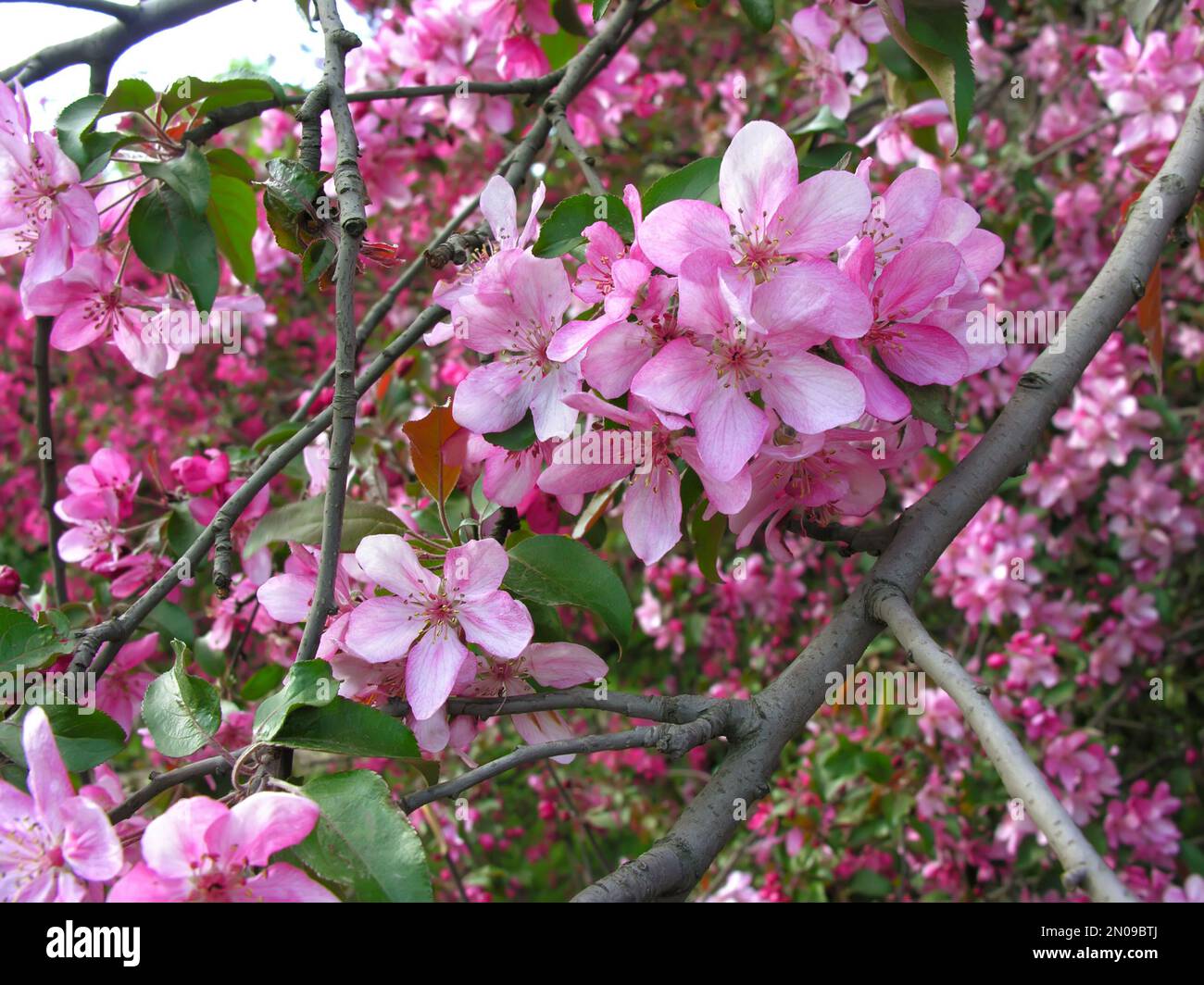Beautiful blooming apple fruit tree hi-res stock photography and images ...