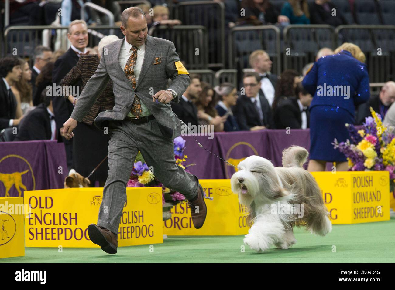 A Bearded Collie is shown in the ring during the Herding group ...