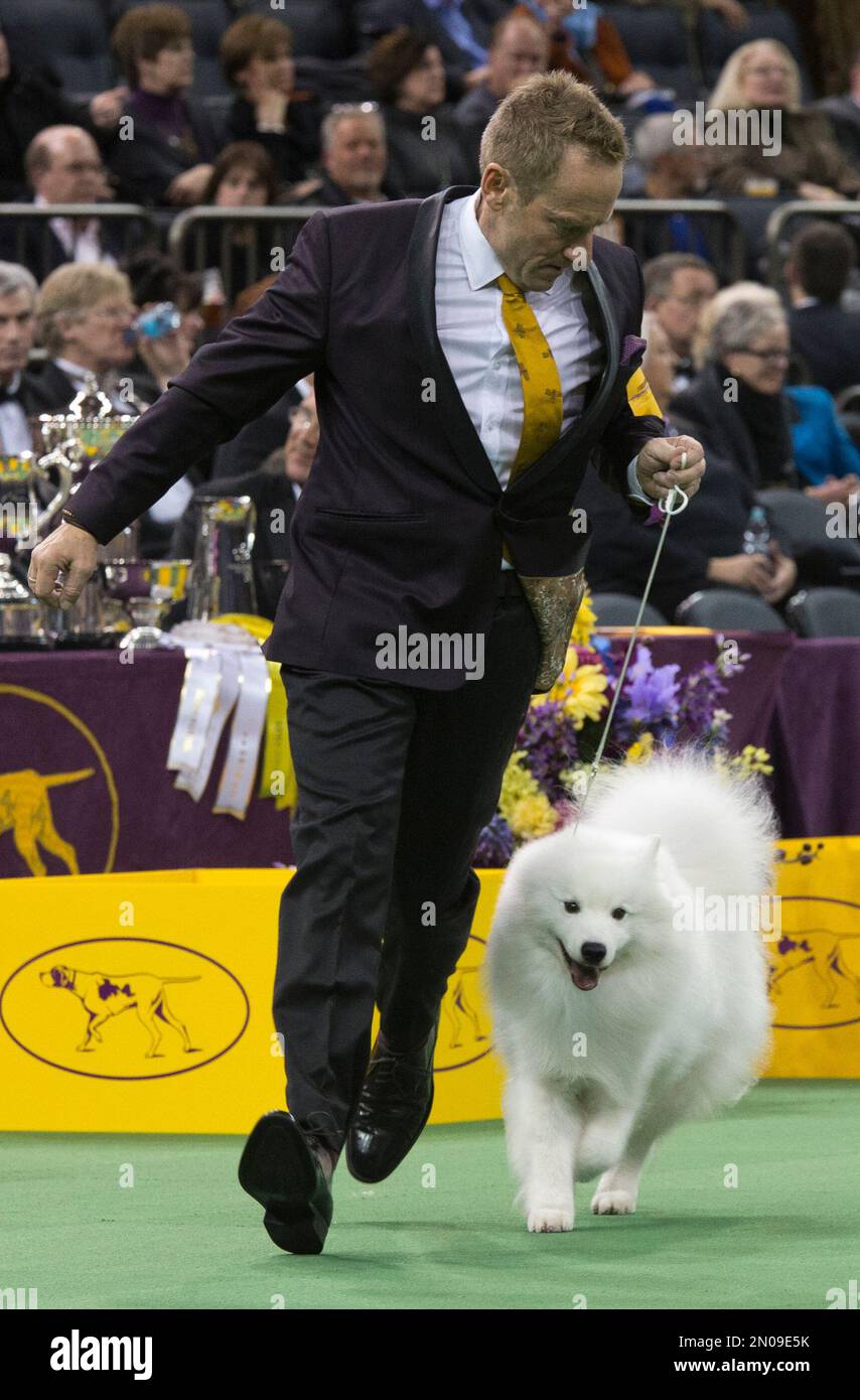 An American eskimo dog is shown in the ring during the non-sporting ...