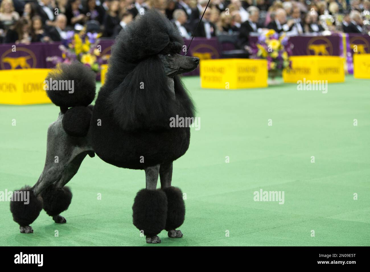 A standard poodle is shown in the ring during the non-sporting group ...