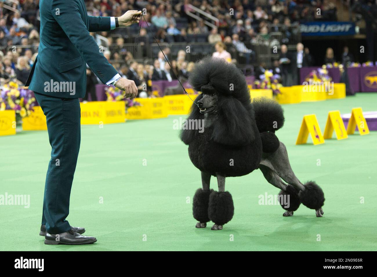 A standard poodle is shown in the ring during the non-sporting group ...