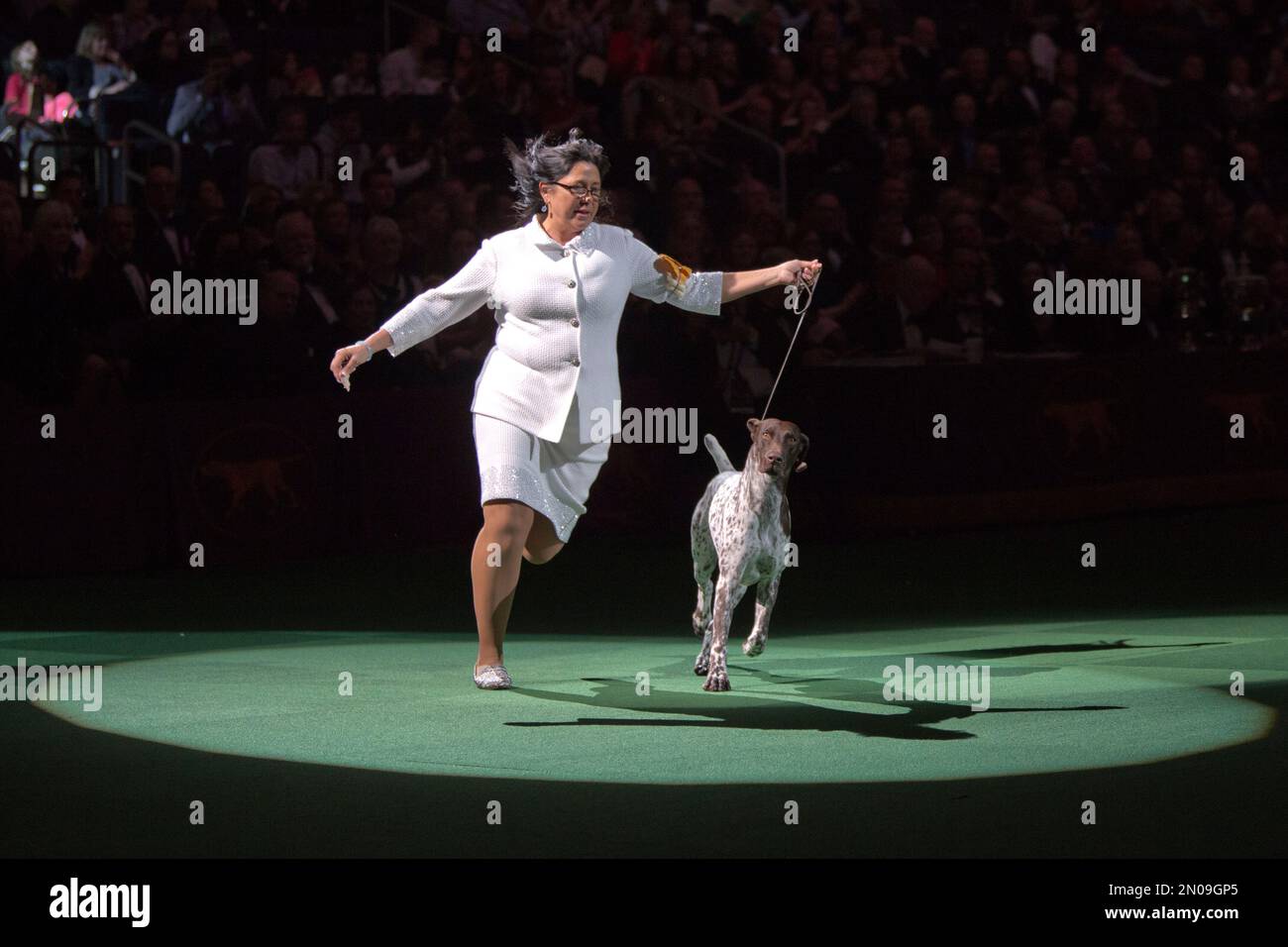 CJ, a German shorthaired pointer, is shown in the ring by his handler ...