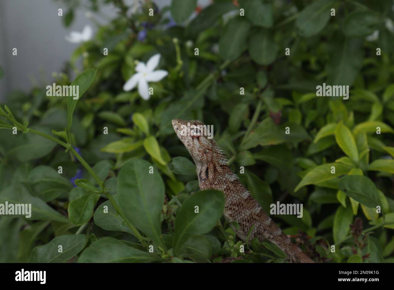 An elevated head of a common garden lizard looking while sitting on top ...