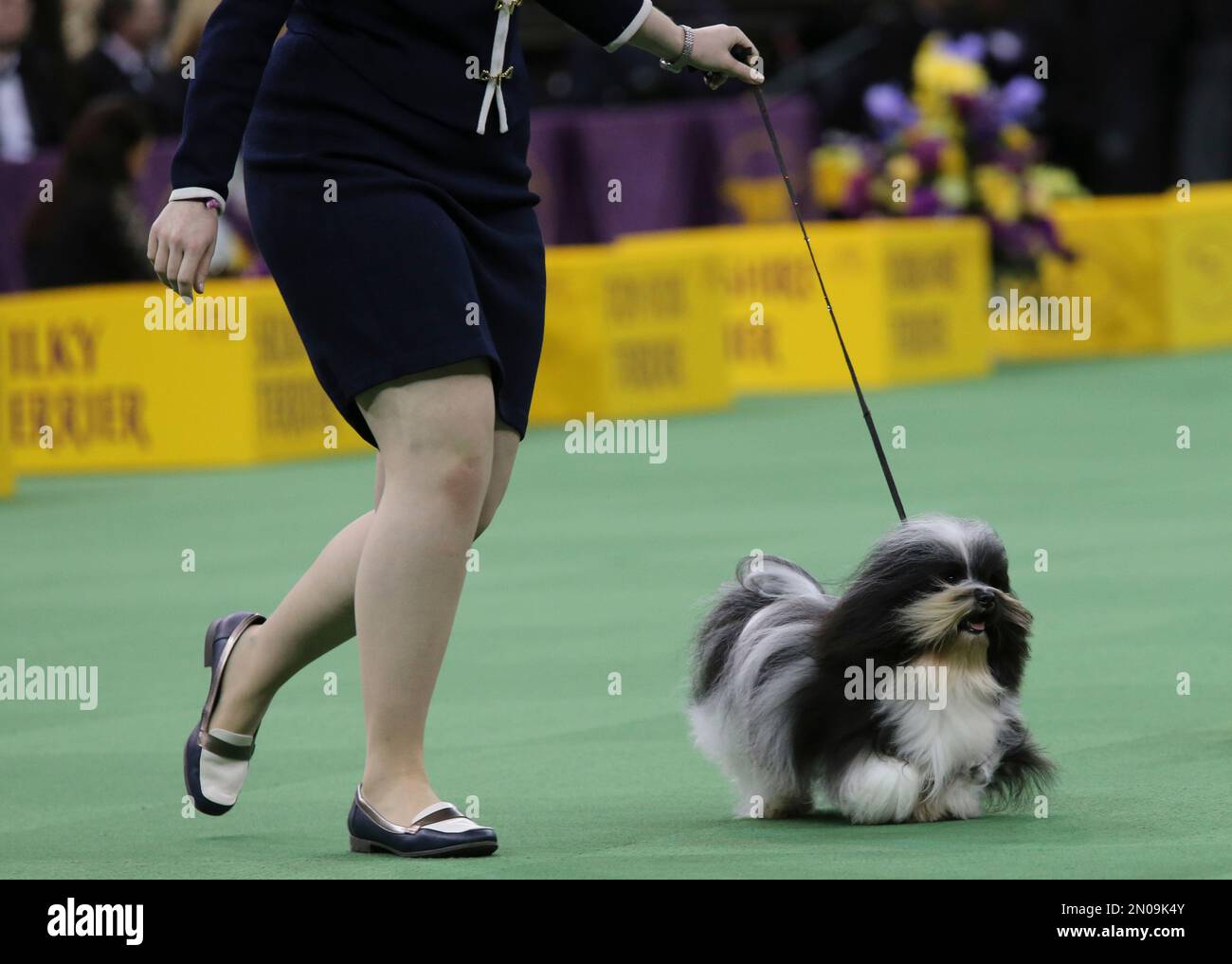A Havanese is shown in the ring during the Toy group competition during ...