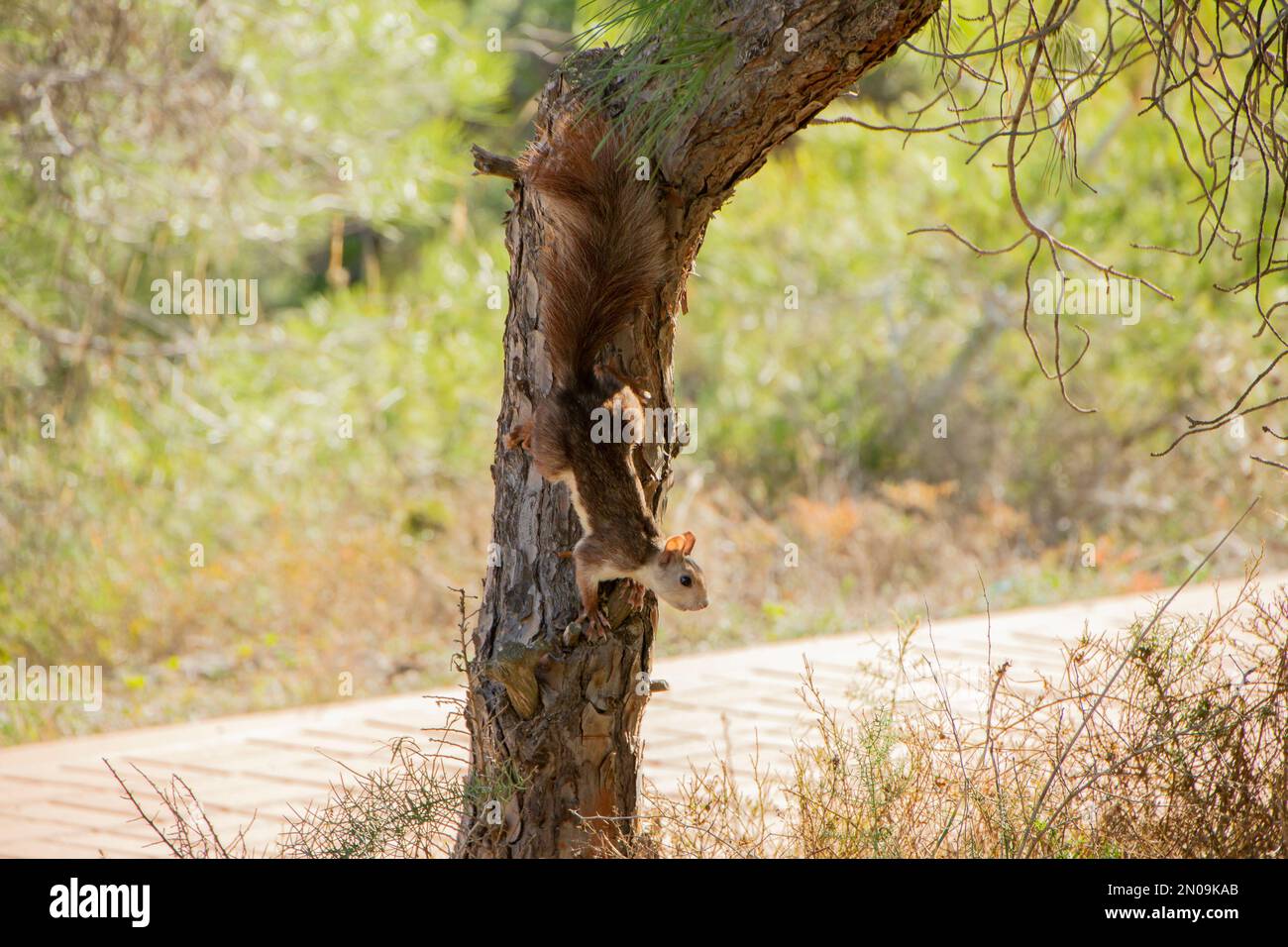 Squirrel climbing down a tree Stock Photo - Alamy