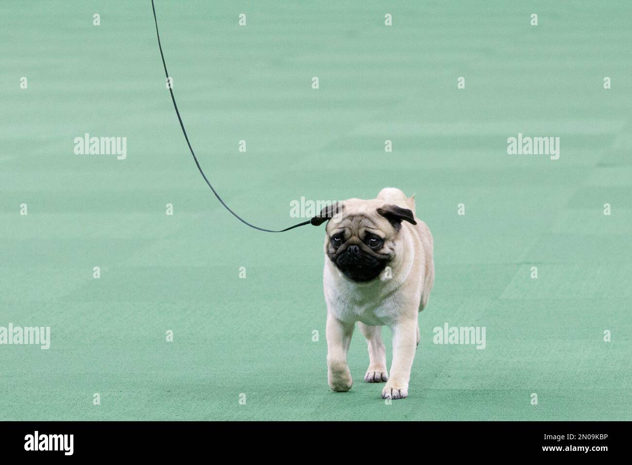 A pug is shown in the ring during the Toy group competition during the ...