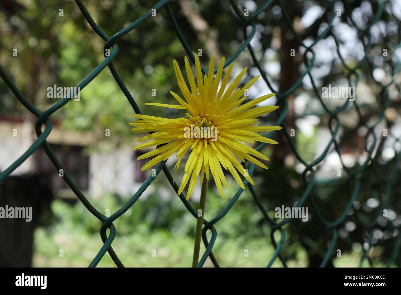 A beautiful yellow color Gerbera flower bloomed near the fence in the ...