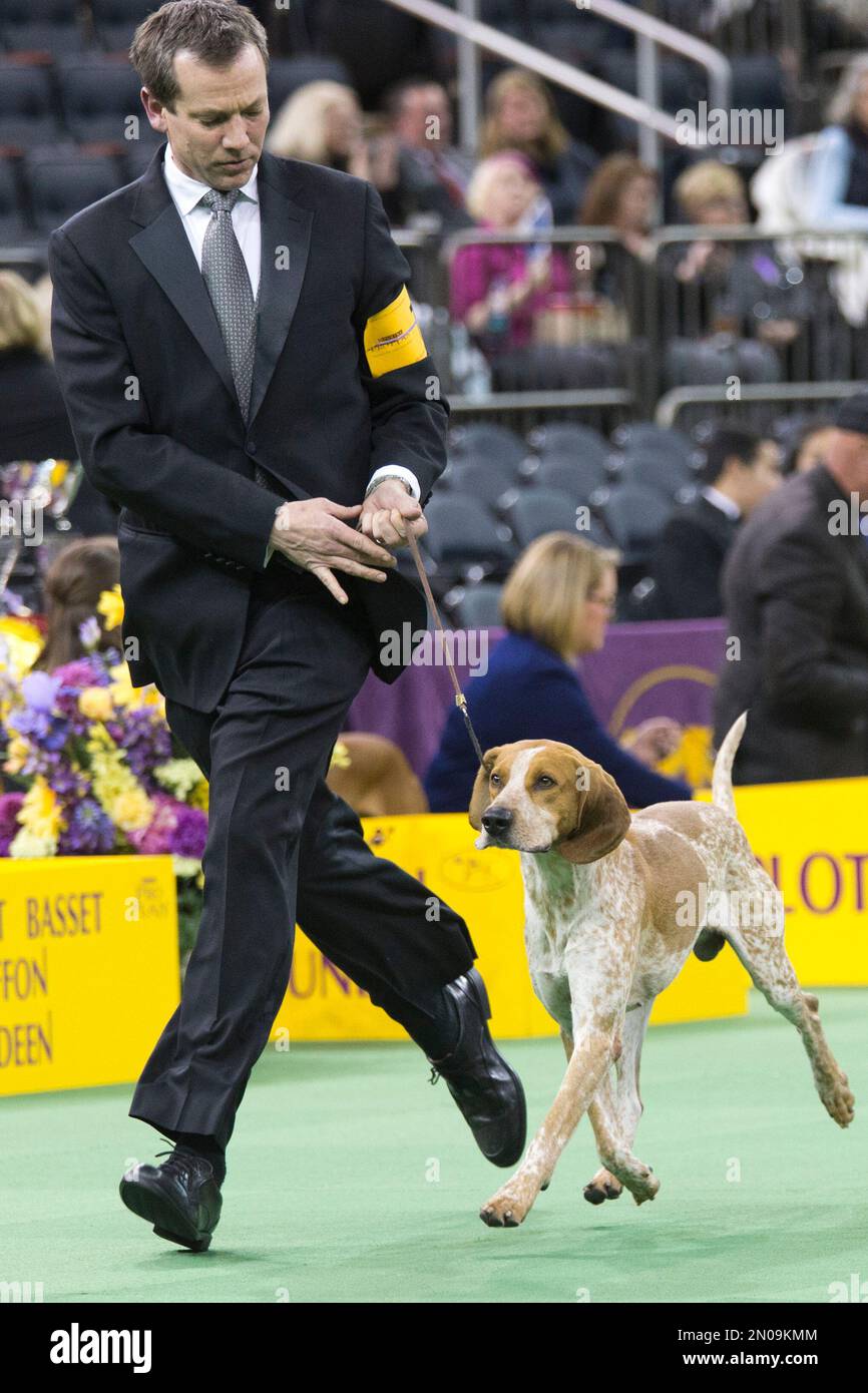An American English coonhound is shown in the ring during the Hound ...