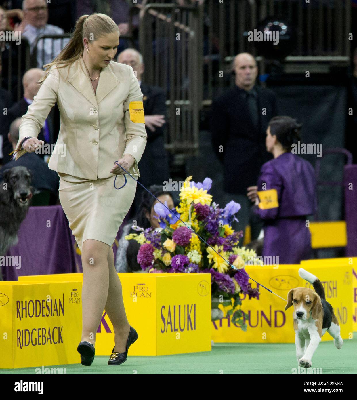 Molly, a 13-inch Beagle from Bangkok, Thailand, is shown in the ring ...