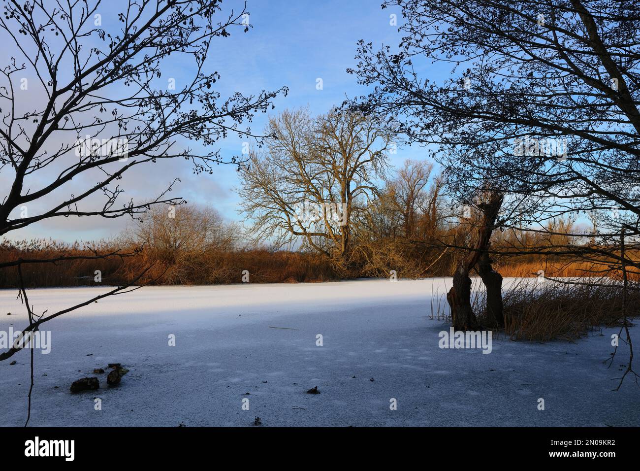 Winter scene with a frozen pond, County Durham, England, UK Stock Photo ...
