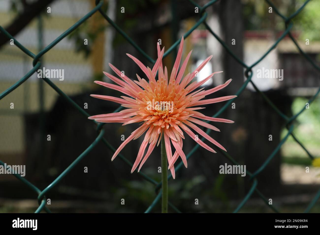 Orange babandesiya hi-res stock photography and images - Alamy