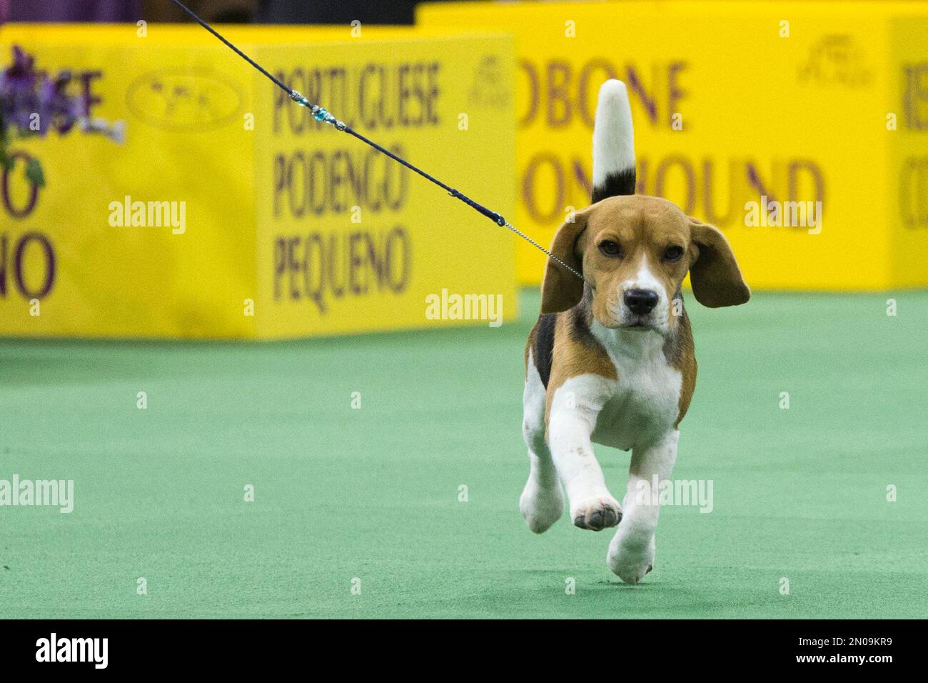 Molly, a 13-inch Beagle from Bangkok, Thailand, is shown in the ring ...