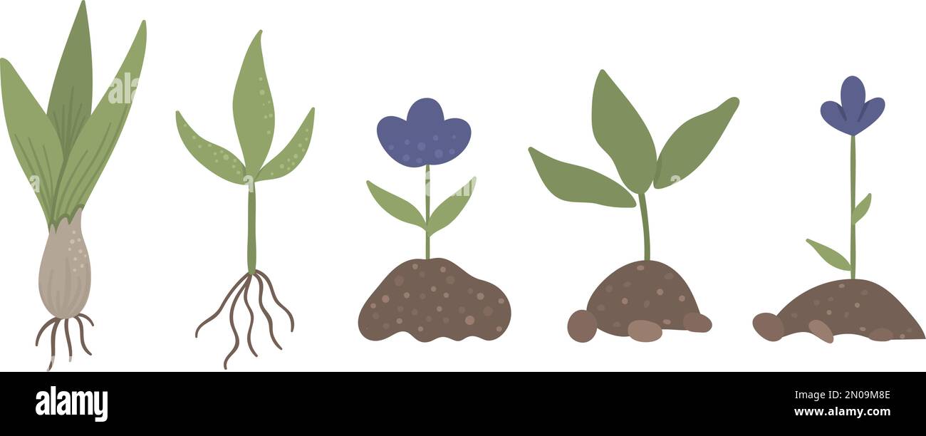 Vector set of sprouted plants with roots, flowers, bulb isolated on ...