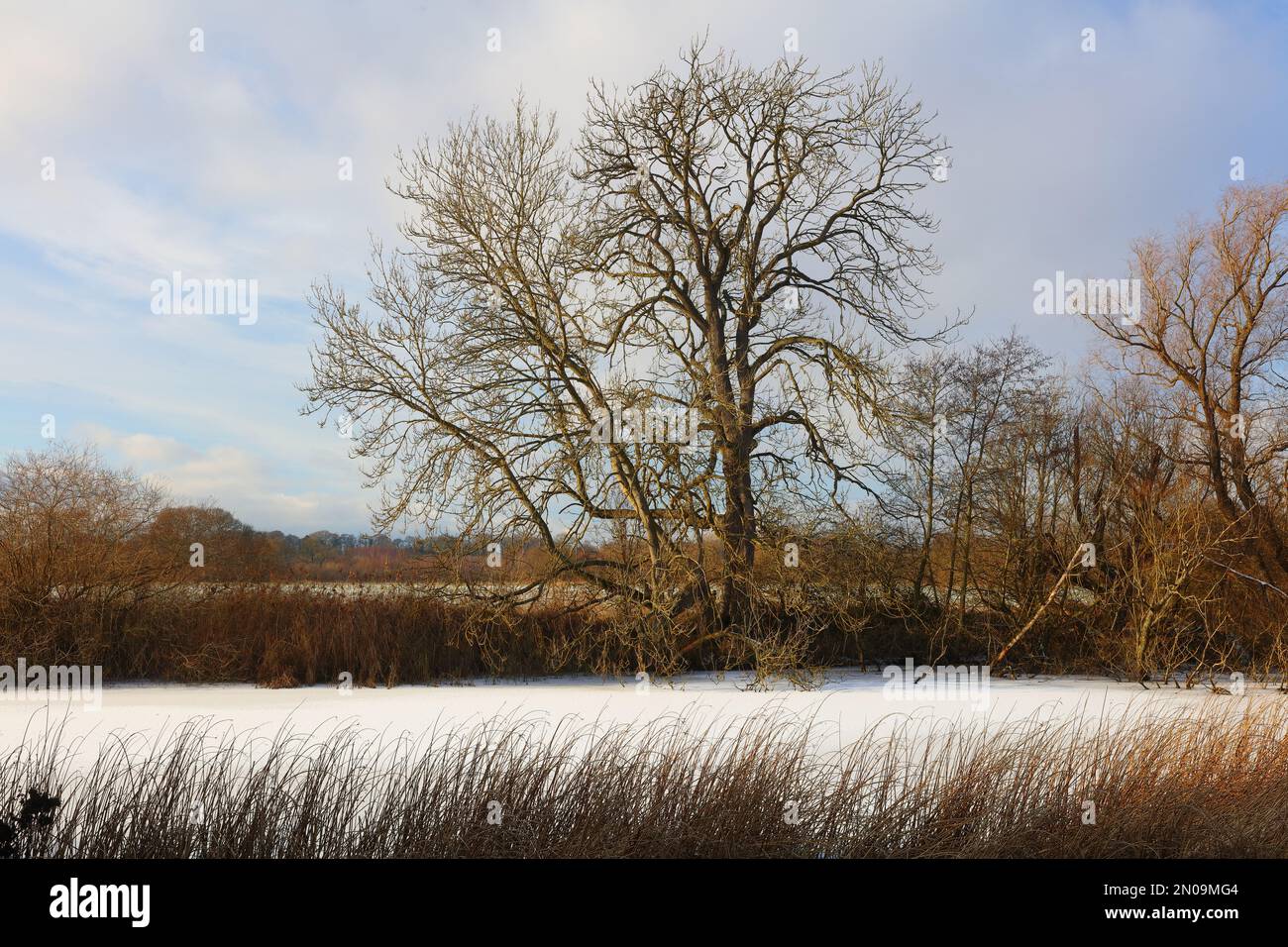 Winter scene with a frozen pond, County Durham, England, UK Stock Photo ...