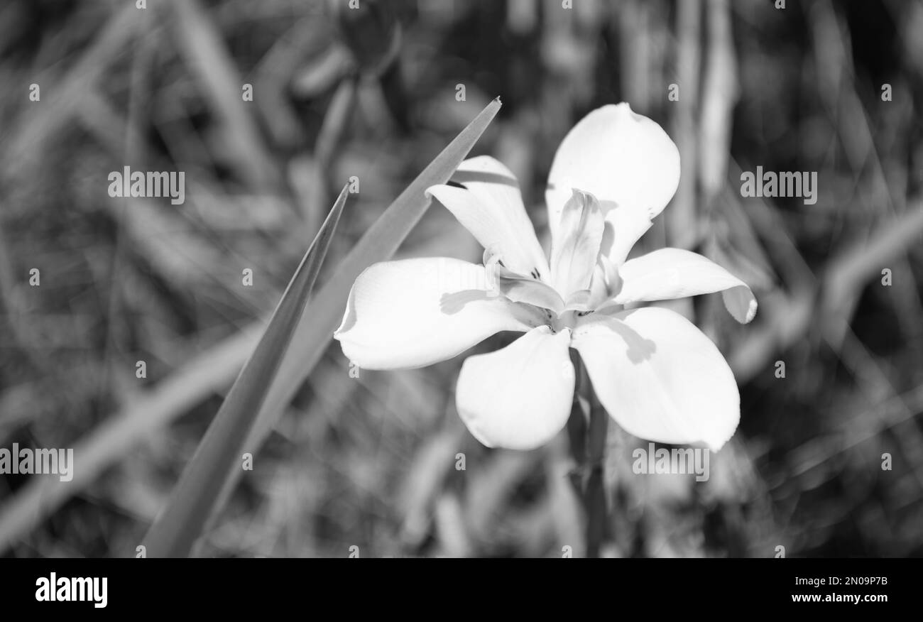 Flower iris in garden Black and White Stock Photos & Images - Alamy