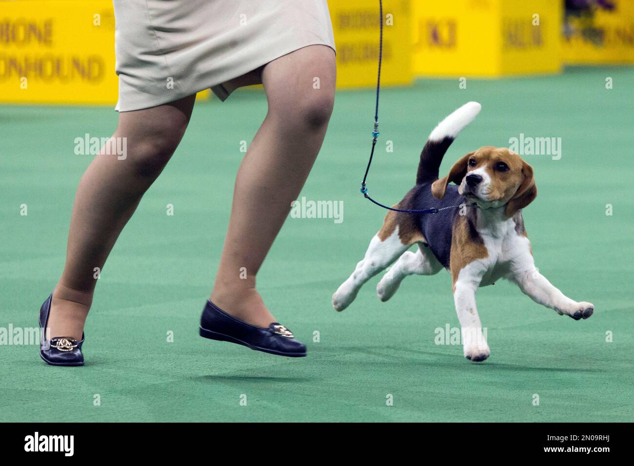 Molly, a 13-inch Beagle from Bangkok, Thailand, is shown in the ring ...