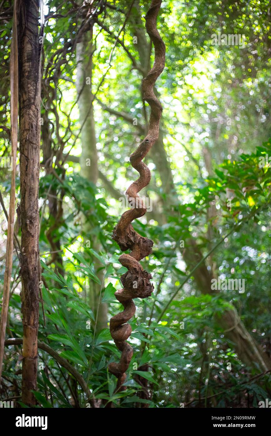 A vertical tropical landscape. Long twisted vines hang from trees in a ...