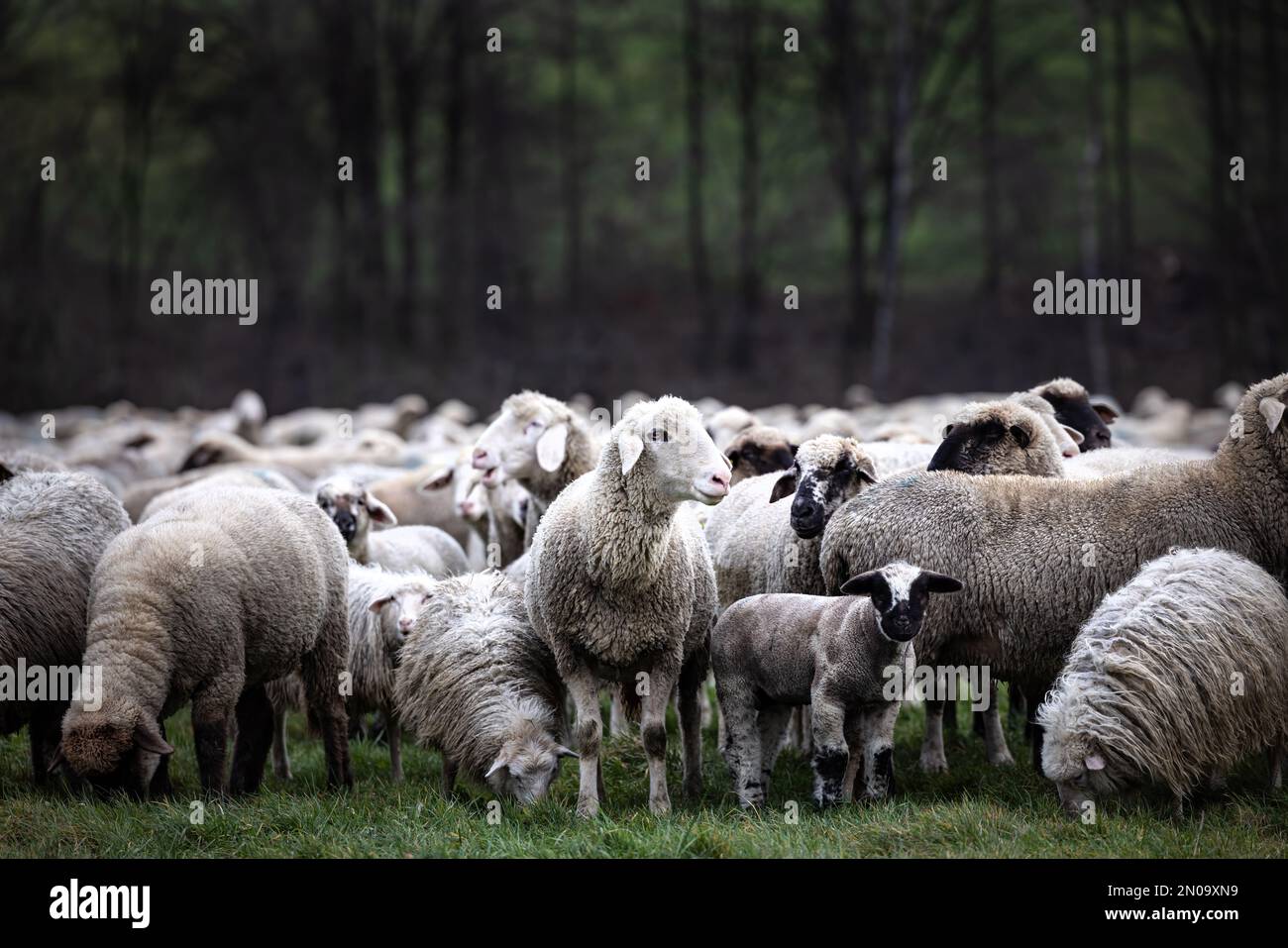 Sheep with sheep herd in the field, Germany, Europe Stock Photo - Alamy