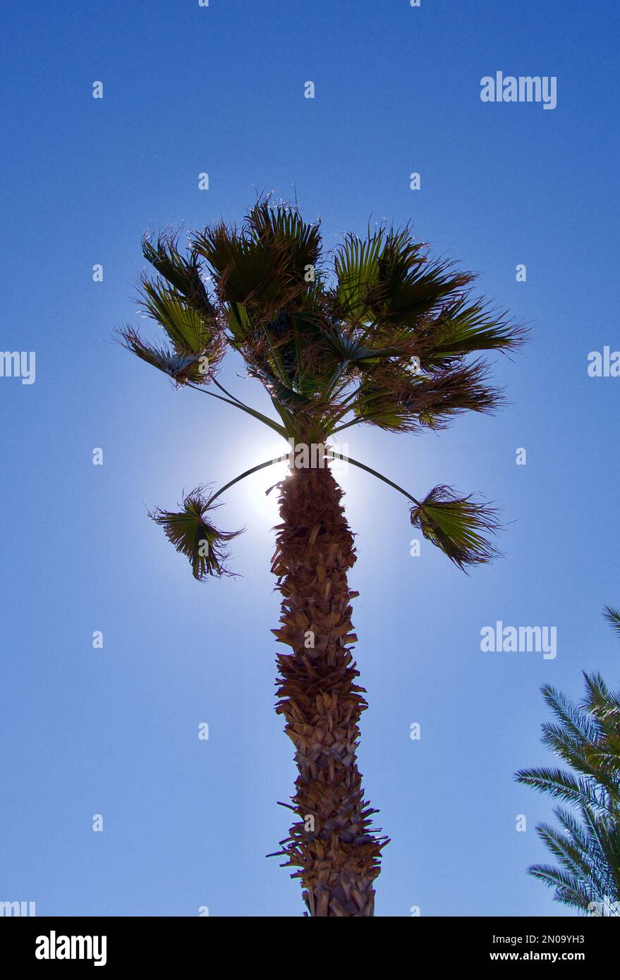 Palm tree against blue sky, Palm tree, Israel background with copy ...