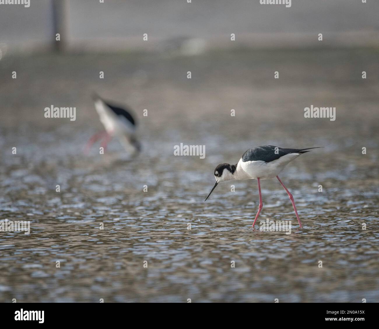 A Black-necked Stilt (Himantopus mexicanus) wades along the Glendale ...