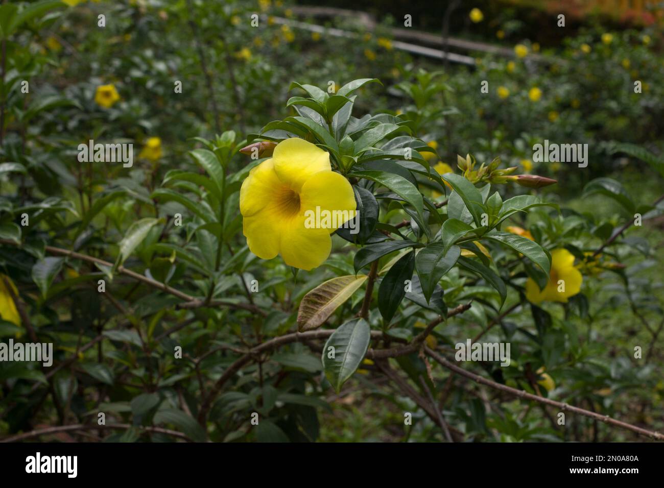 This yellow flower in Indonesia is called a trumpet flower that grows ...