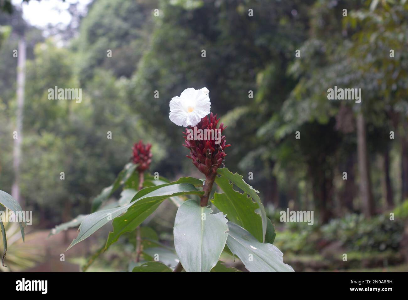 This blooming flower is called Fishing Tawar which can be used as ...