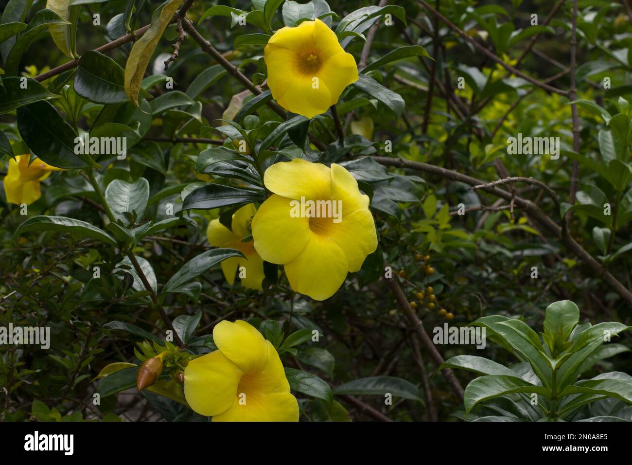 This yellow flower in Indonesia is called a trumpet flower that grows ...